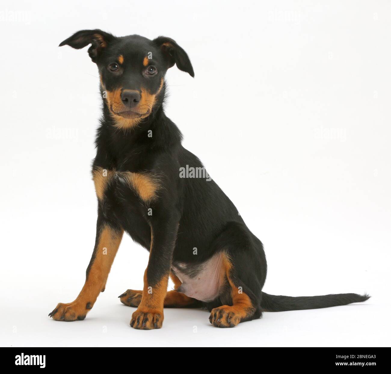 Australian Kelpie, sitting Stock Photo - Alamy