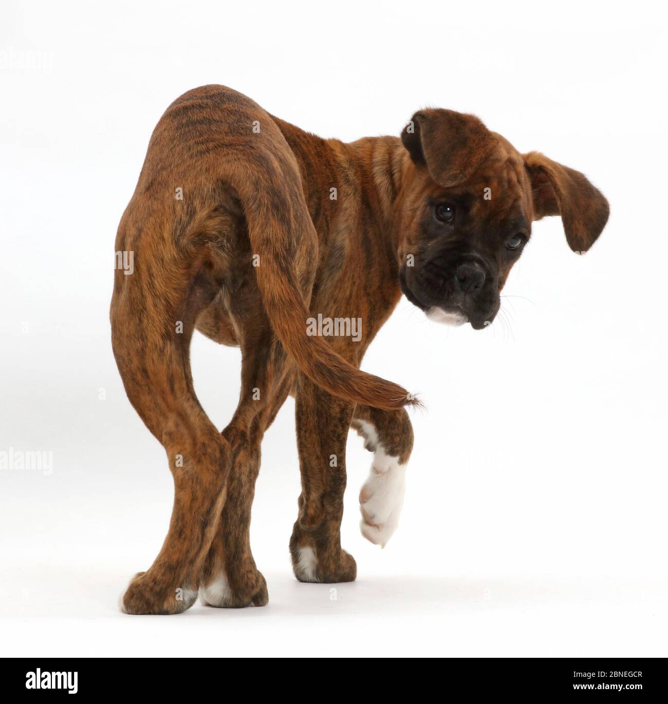 Boxer puppy turning and looking round Stock Photo - Alamy