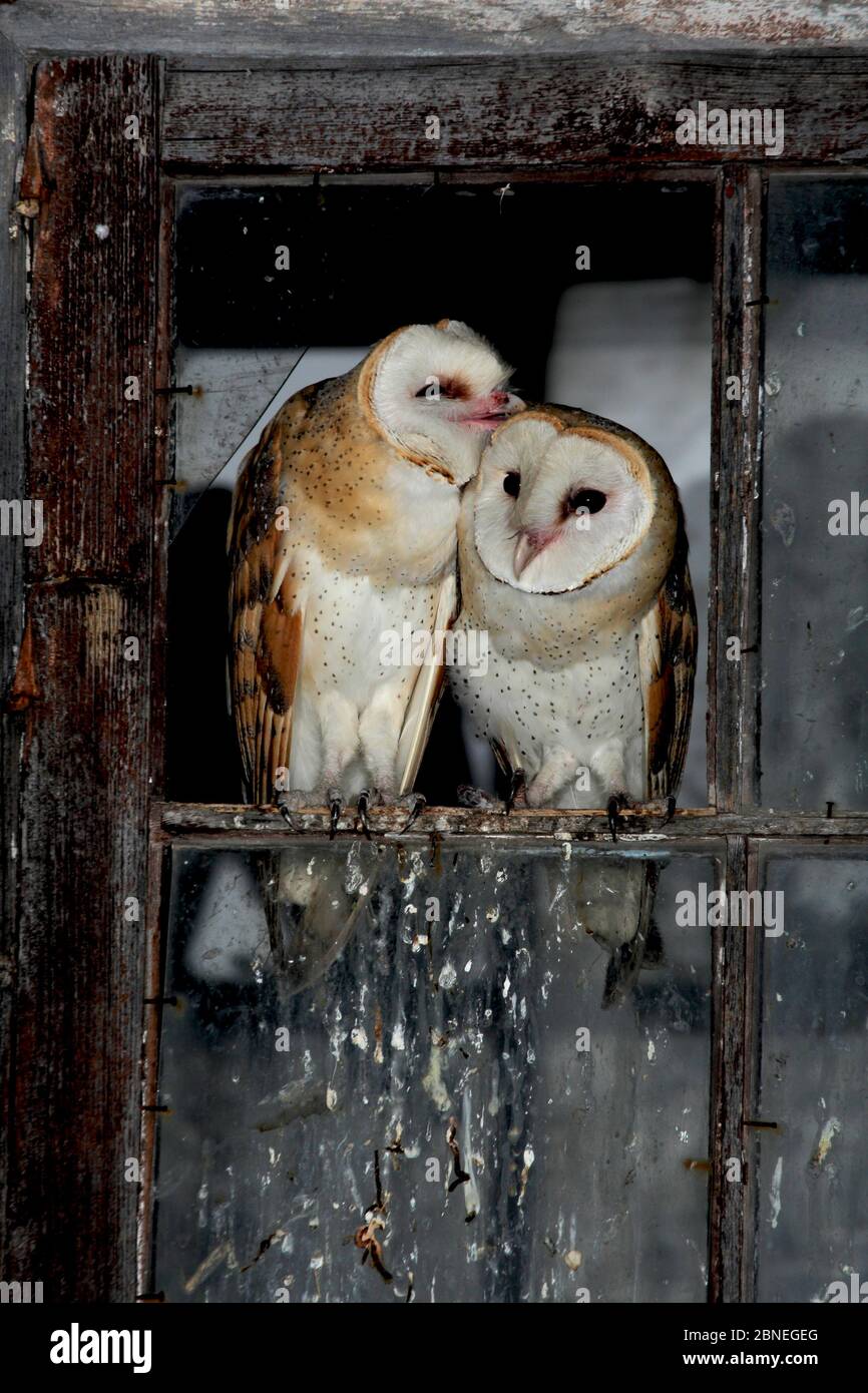 Barn owl (Tyto alba) male and female preening each other in broken ...