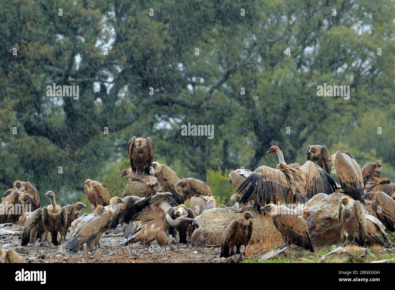 Grifon hi-res stock photography and images - Alamy