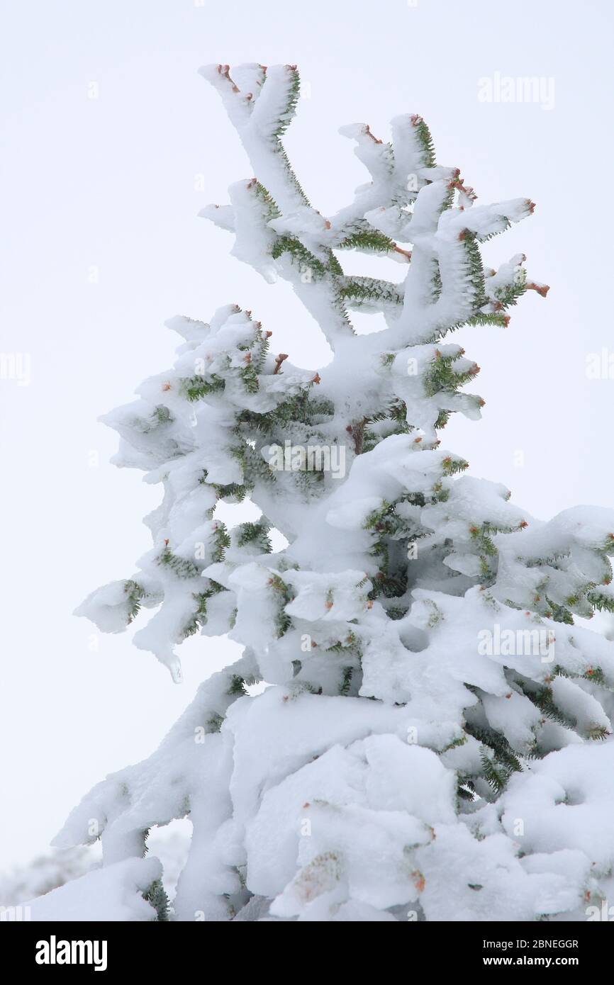 Spanish fir (Abies pinsapo) in snow, Sierra de Grazalema Natural Park ...