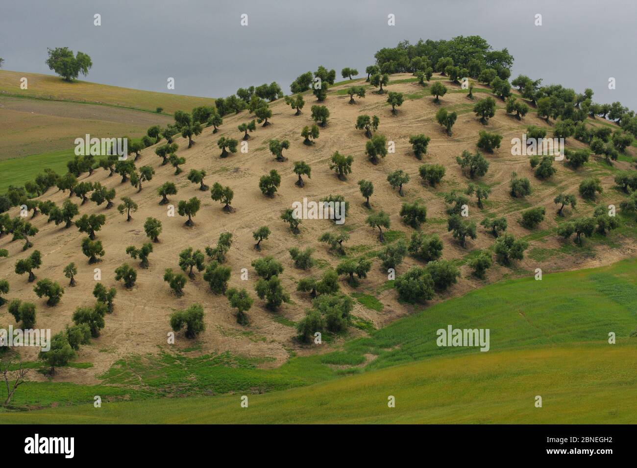 Olive (Olea europaea) grove on hill, Sierra de Grazalema Natural Park ...