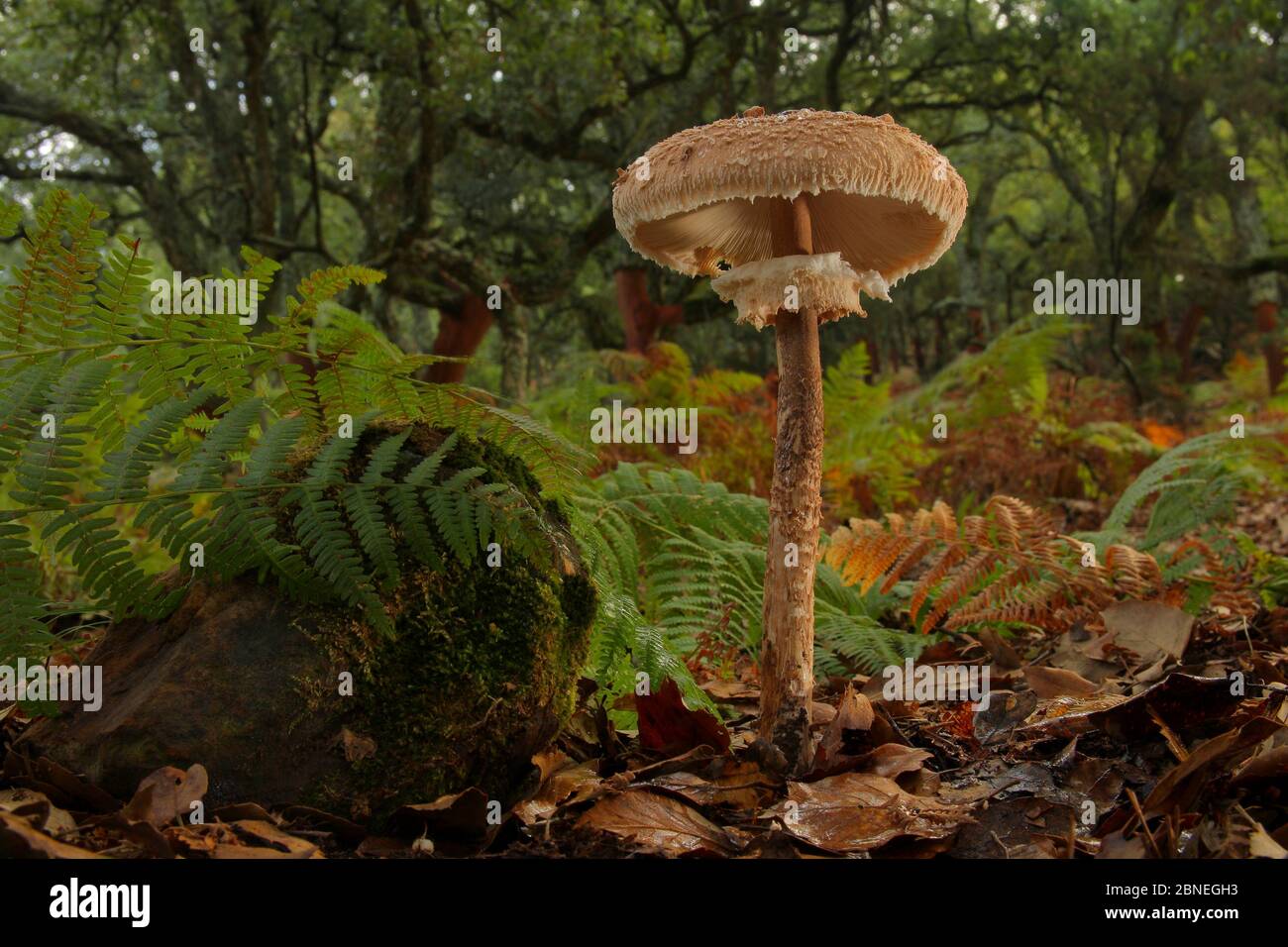 Parasol mushroom (Macrolepiota procera) Los Alcornocales Natural park ...