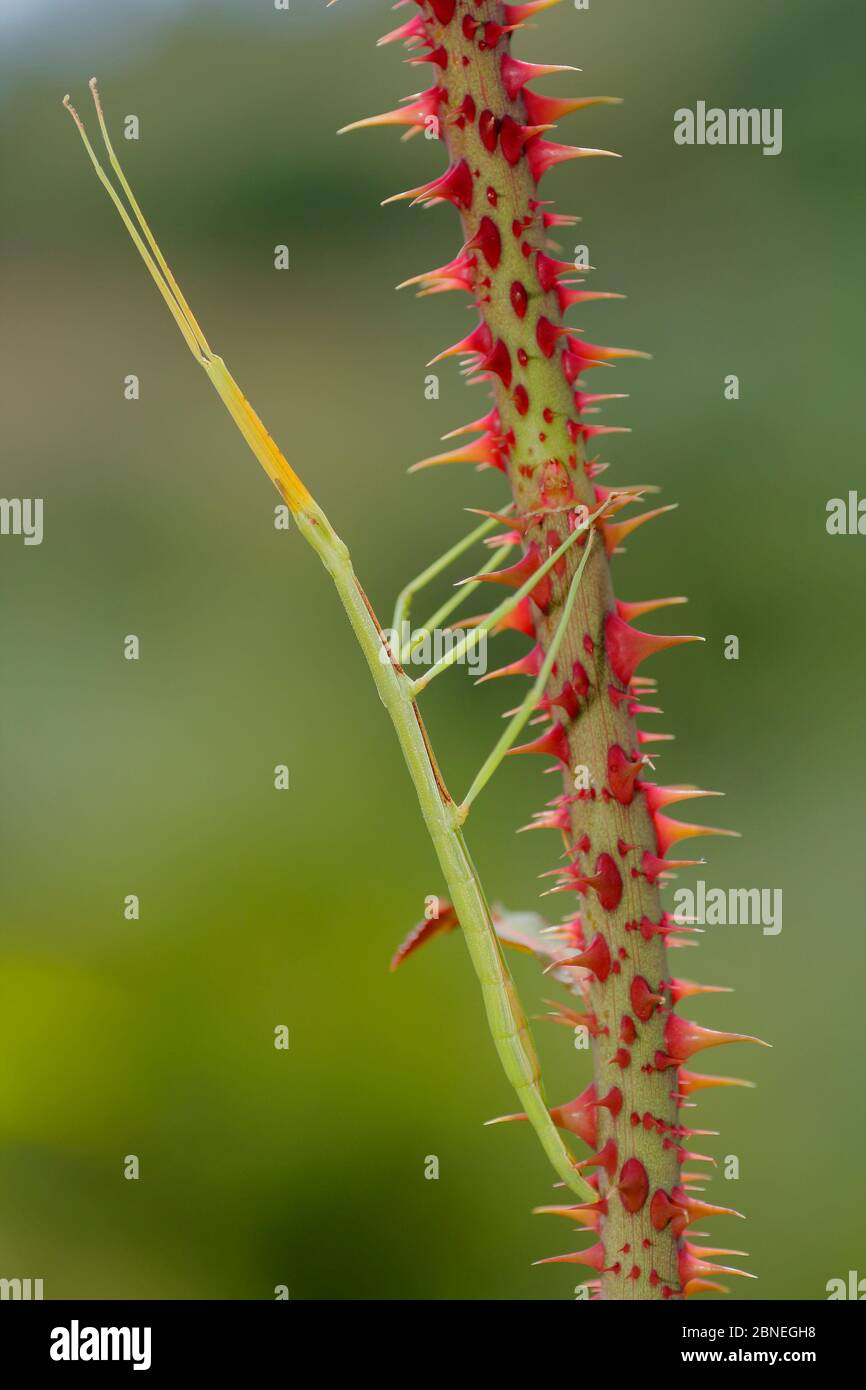 Stick insect (Bacillus rossius) on Elmleaf blackberry (Rubus ulmifolius ...
