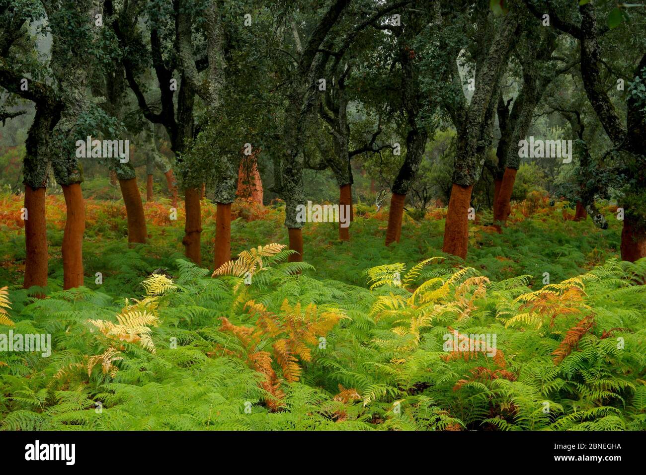 Cork tree forest (Quercus suber) Los Alcornocales Natural Park, Cortes ...