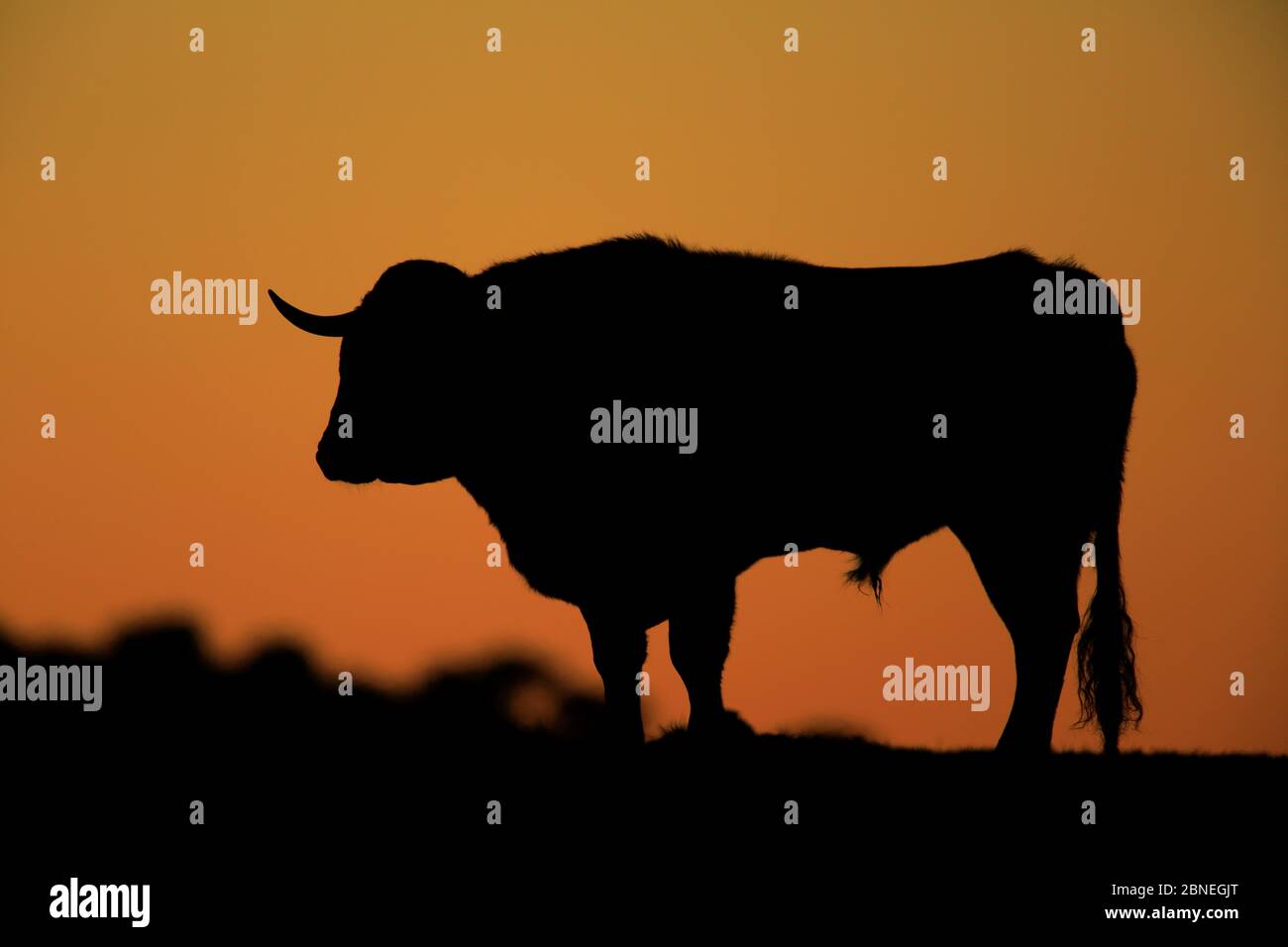 Spanish fighting bull hi-res stock photography and images - Alamy