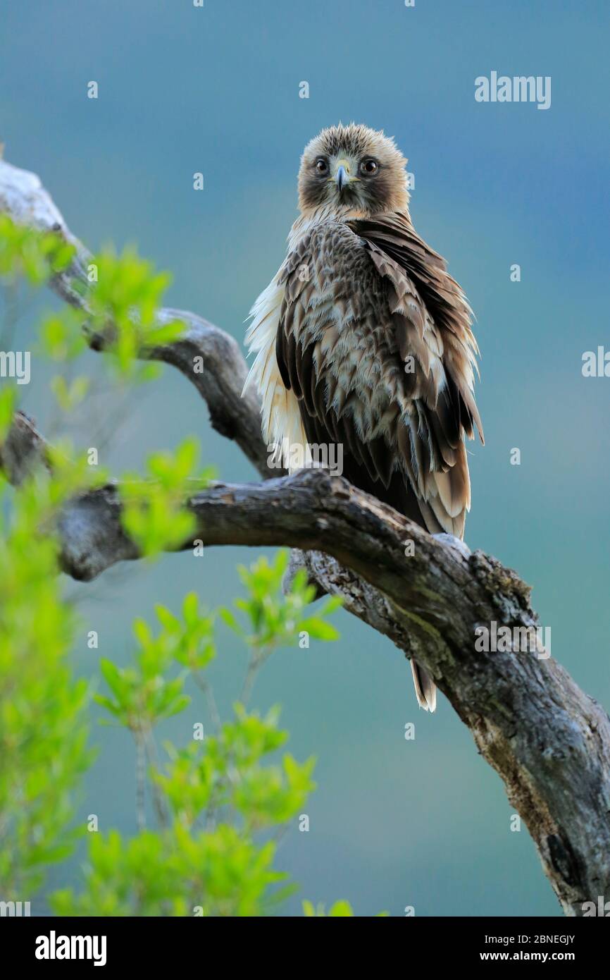 Booted eagle (Hieraaetus pennatus) perched, Sierra de Grazalema Natural ...