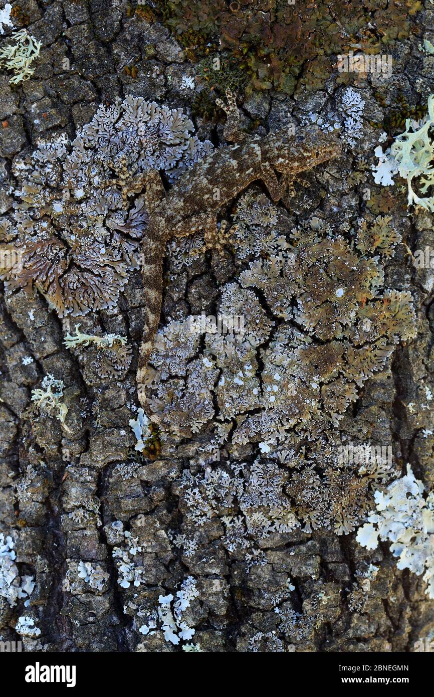 Common wall gecko hi-res stock photography and images - Alamy