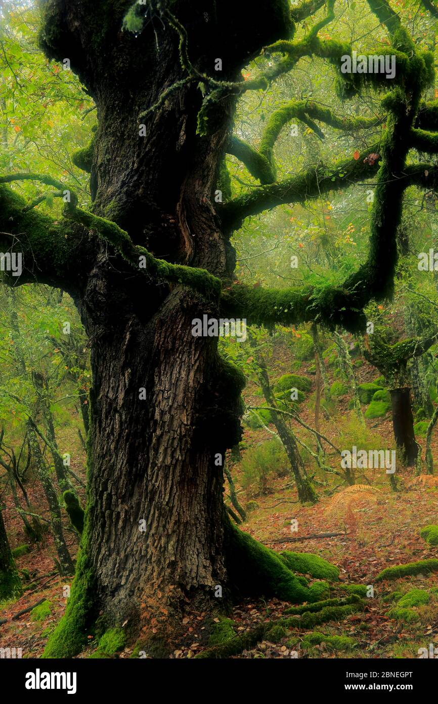 Portuguese oak tree (Quercus faginea) in southern Spain, Los ...