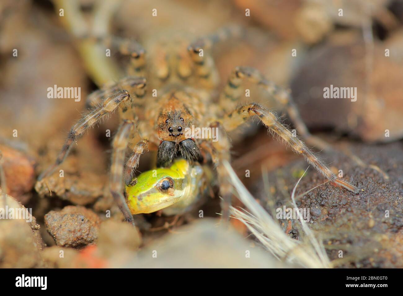 Wolf spider (Lycosidae) hunting juvenile tree frog, Sierra de Grazalema ...