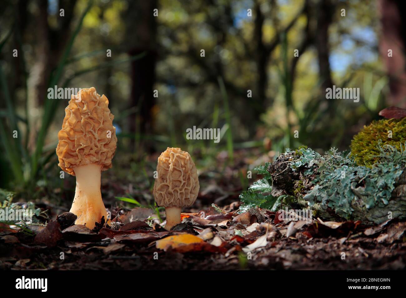 Morel mushroom (Morchella sp) Sierra de Grazalema Natural Park ...