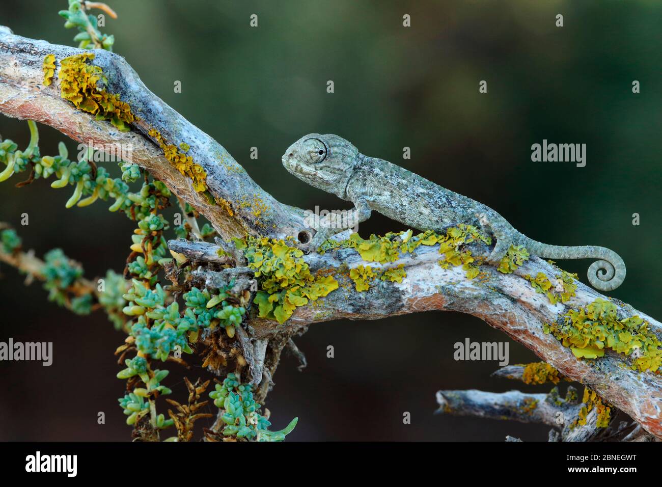 Mediterranean chameleon (Chamaeleo chamaeleon) juvenile, Valdelagrana ...