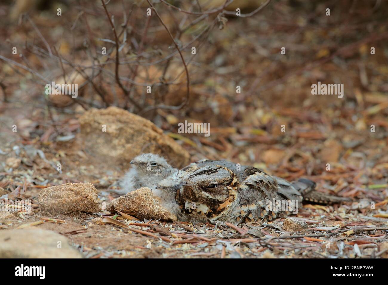 Red-necked nightjar (Caprimulgus ruficollis) with chicks at nest, Arcos ...