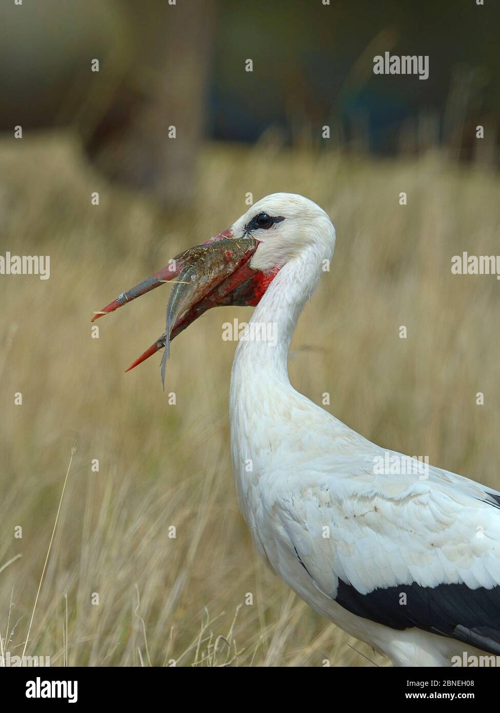 Bony bream fish hi-res stock photography and images - Alamy