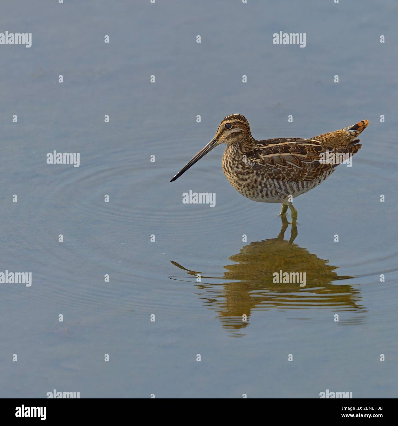 Common snipe (Gallinago gallinago) in water, Anchorage, Alaska, USA ...