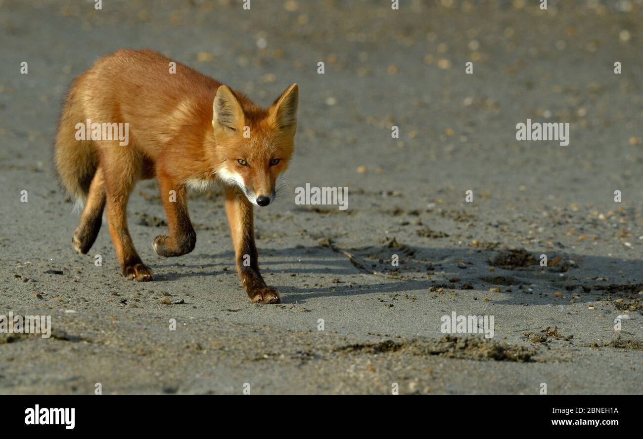 Red fox (Vulpes vulpes) juvenile, Nome, Alaska, September Stock Photo - Alamy
