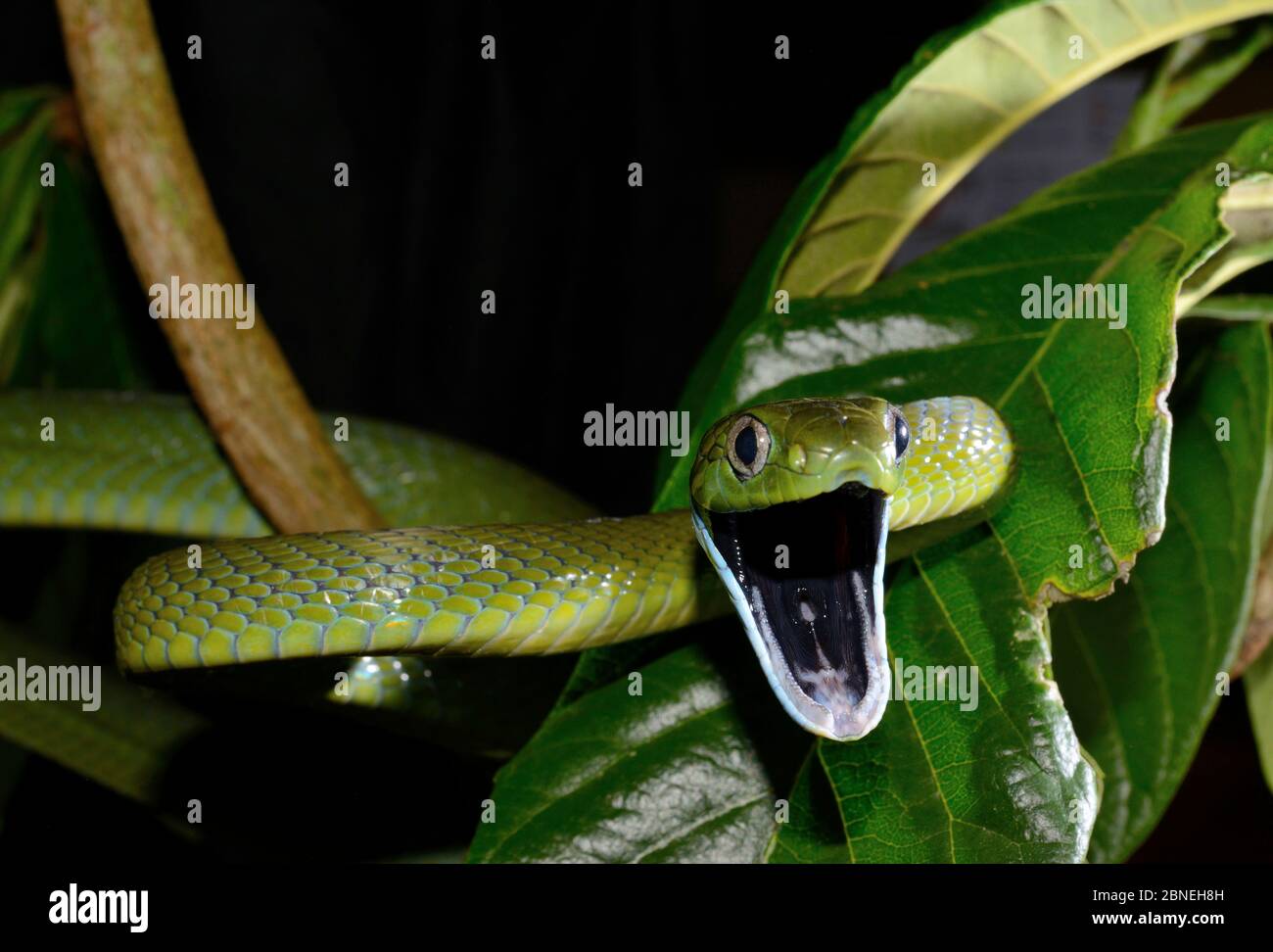 Venomous snakes of south east asia hi-res stock photography and images ...