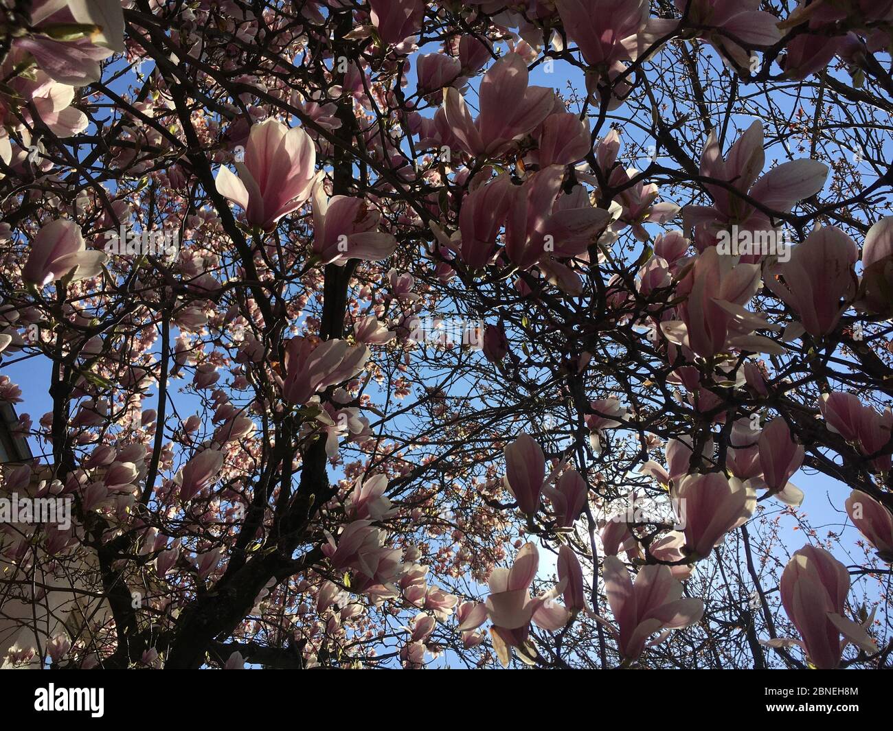 Low angle picture of beautiful Japanese tree sakura under the sunlight ...