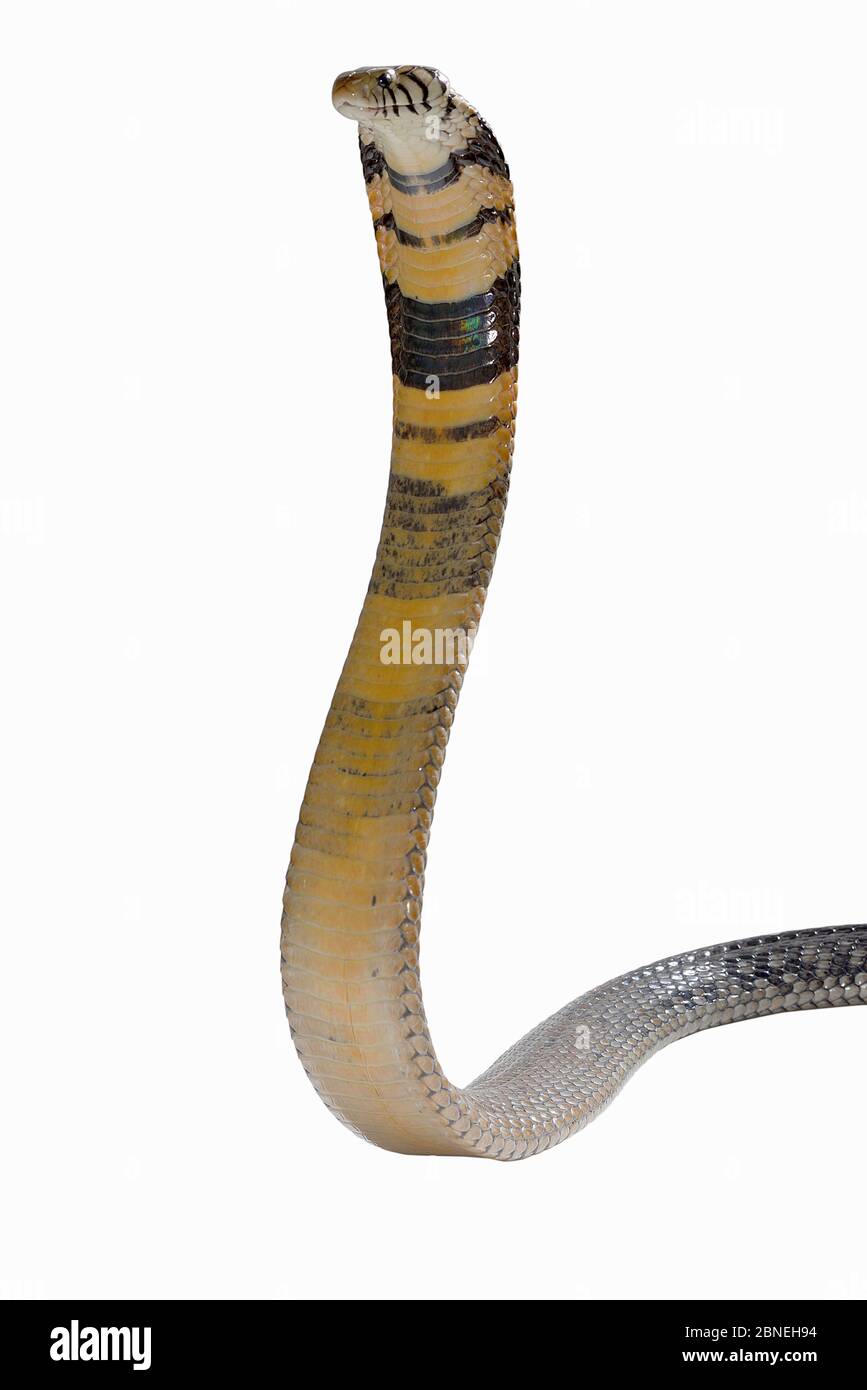 Forest cobra (Naja melanoleuca) in threat pose, on white background ...