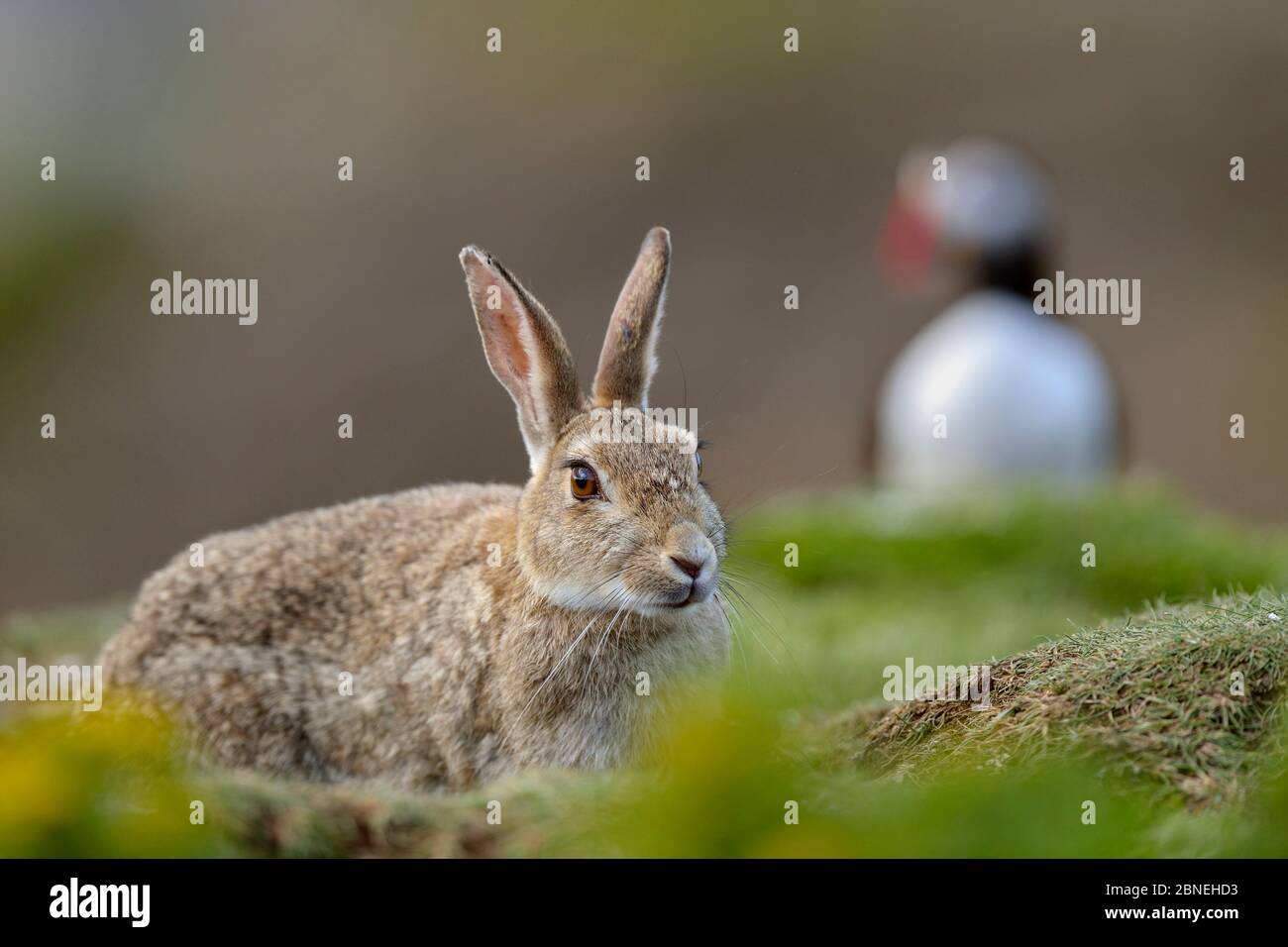 Rabbit burrow scotland hi-res stock photography and images - Alamy