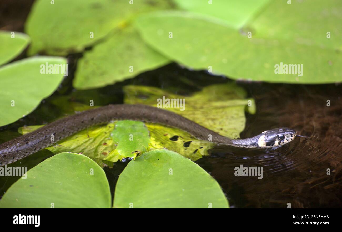 European grass snake hi-res stock photography and images - Alamy