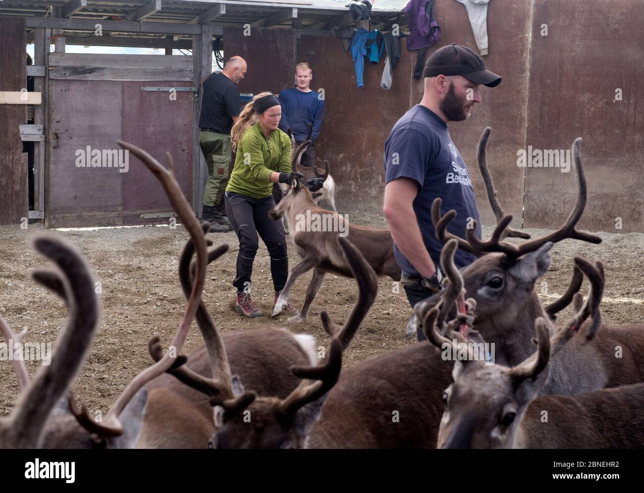 People dragging domestic Reindeer (Rangifer tarandus) by their antlers ...