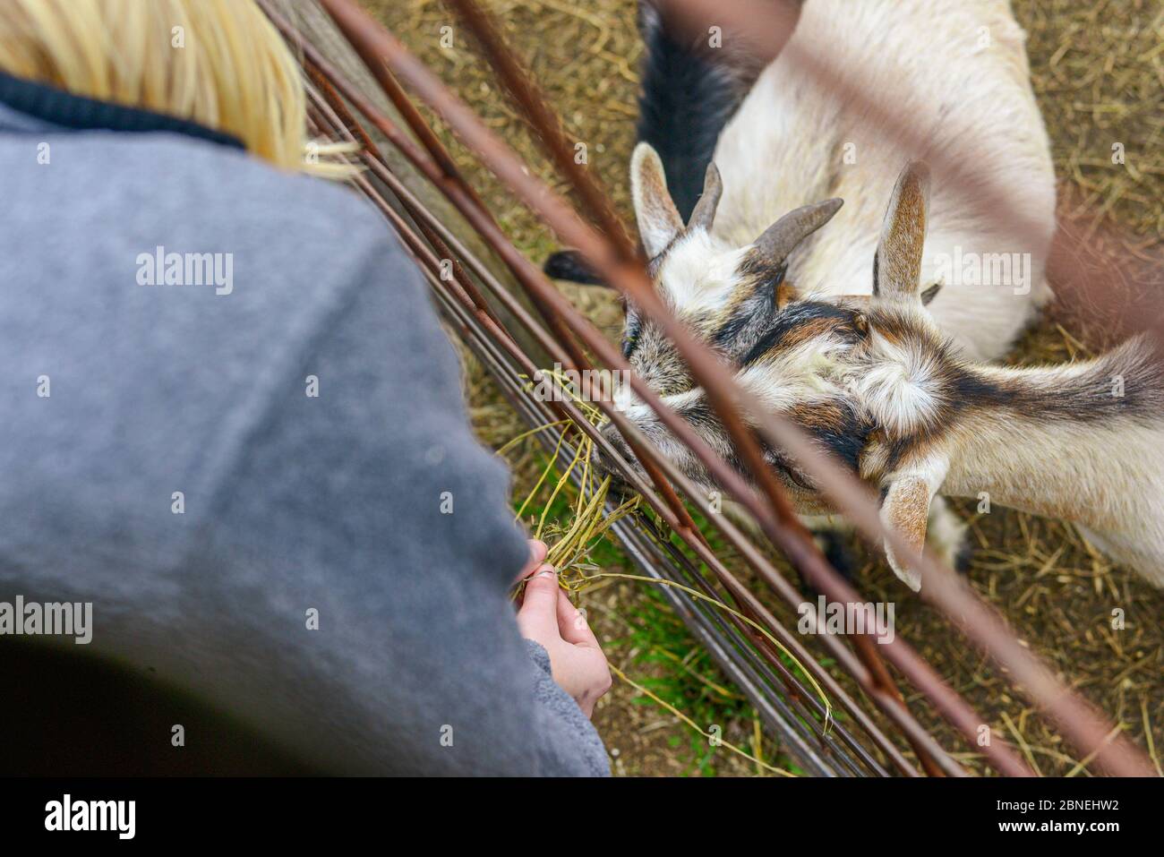 Grass fed goats hi-res stock photography and images - Alamy