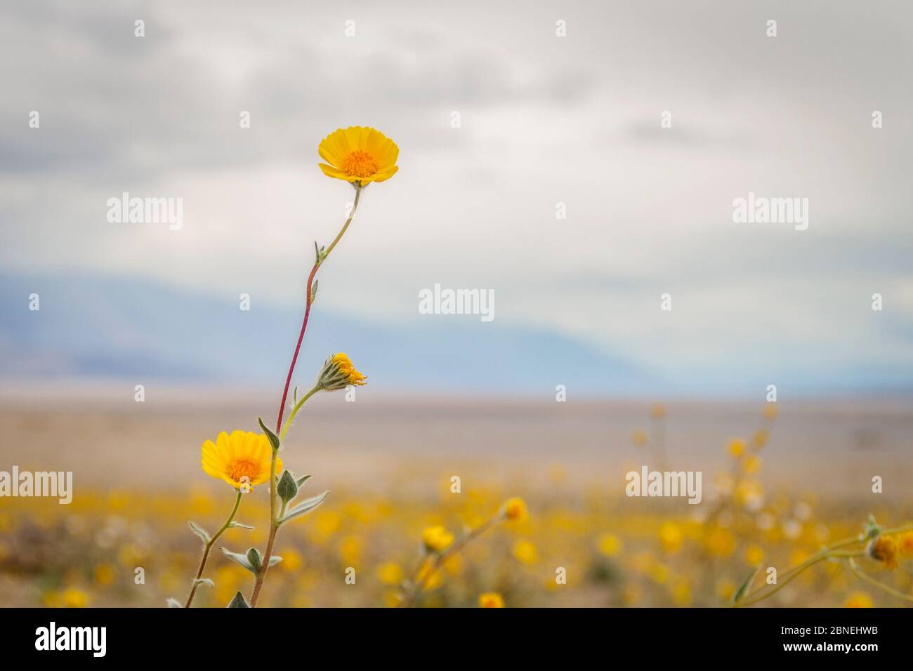 A flower blooms during a superbloom in Death Valley National Park ...