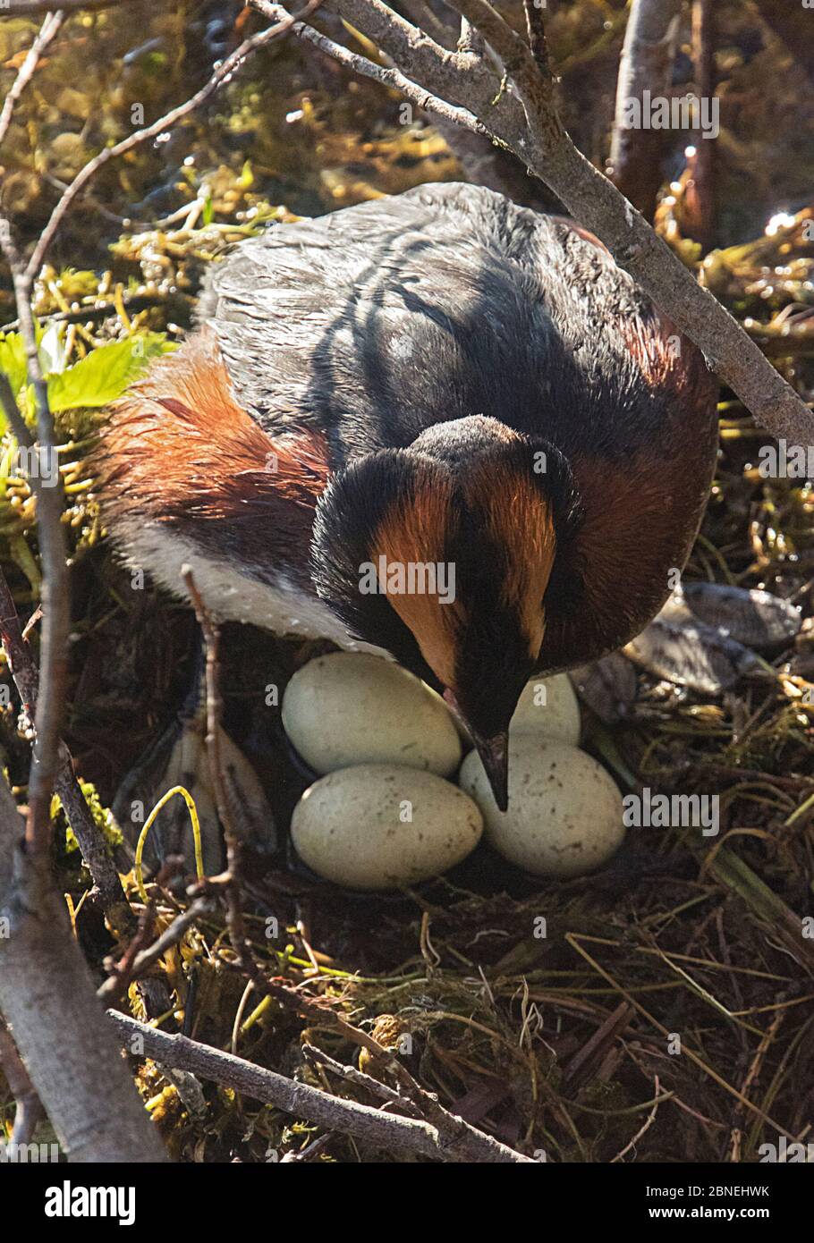 Horned grebe (Podiceps auritus) at nest with eggs, Iceland, June Stock ...
