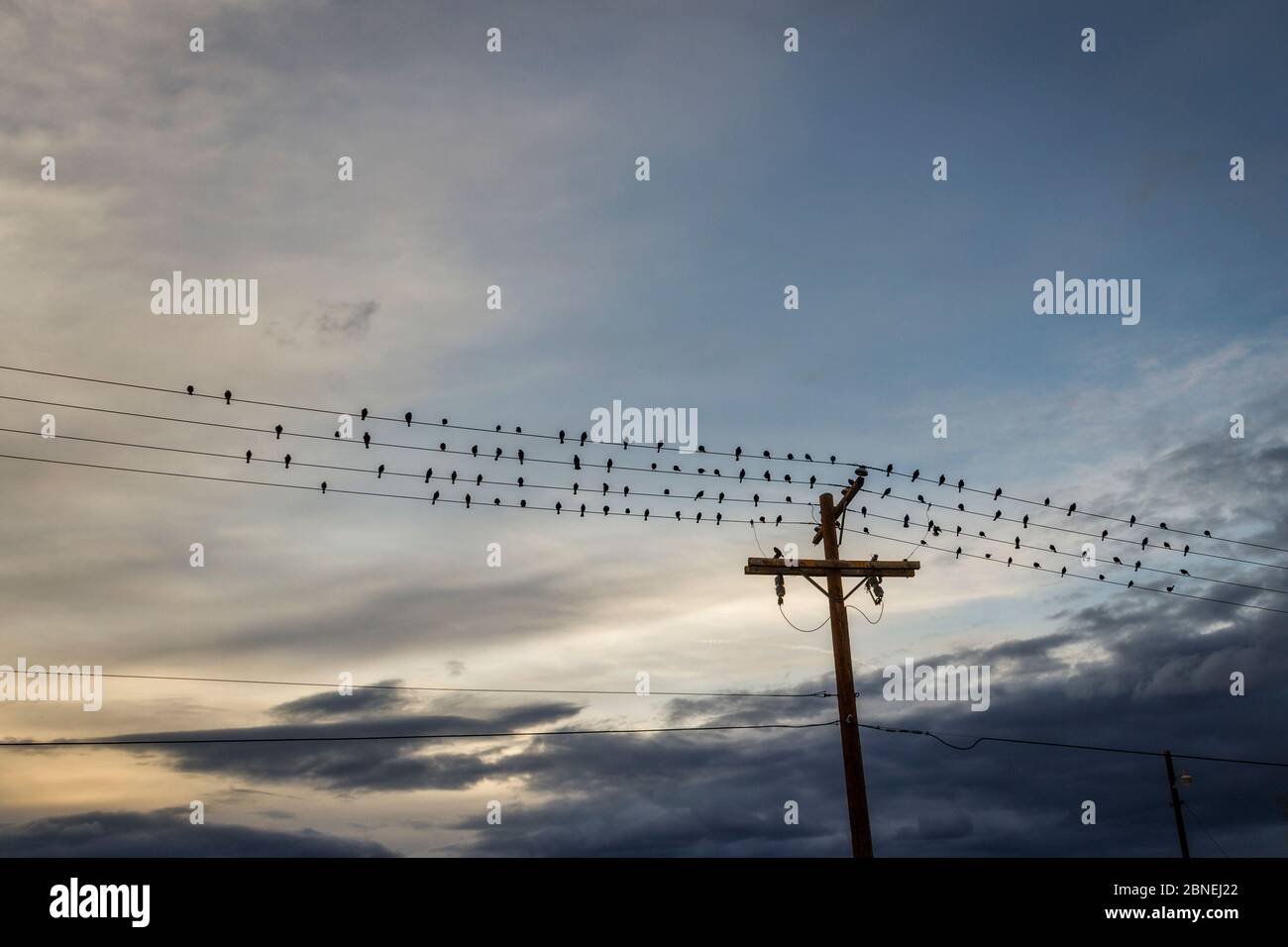 Bird powerline hi-res stock photography and images - Alamy