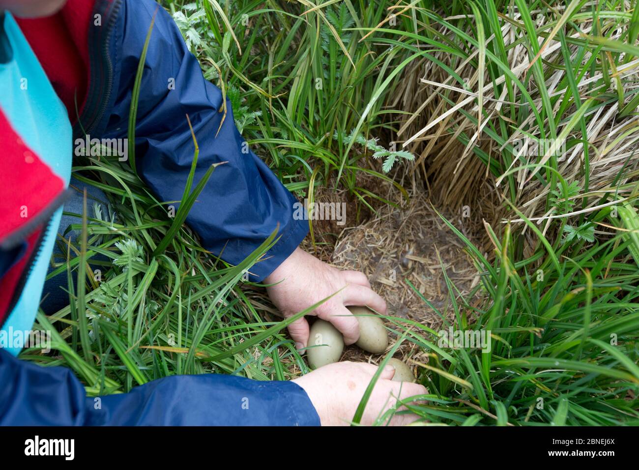 Person harvesting Eider down feathers from Eider duck (Somateria ...