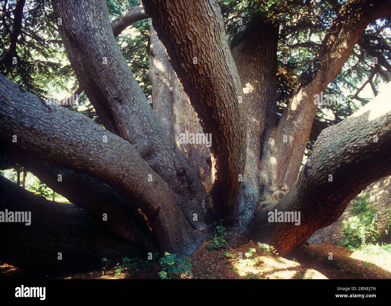 The great Cedar of Lebanon centre stage on the lawn at Addington Palace ...