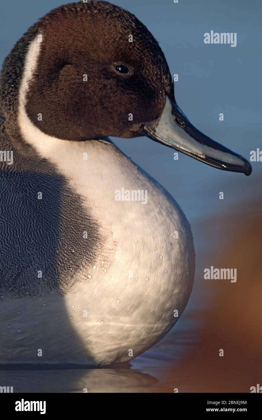Northern pintail duck hi-res stock photography and images - Alamy