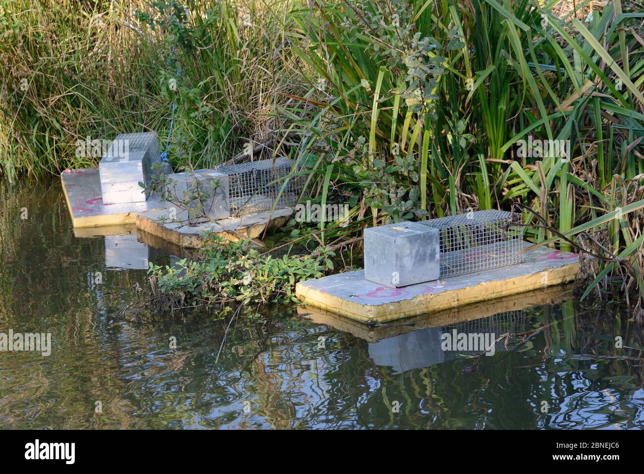 Traps set on floating rafts for Water voles (Arvicola amphibius) on the ...