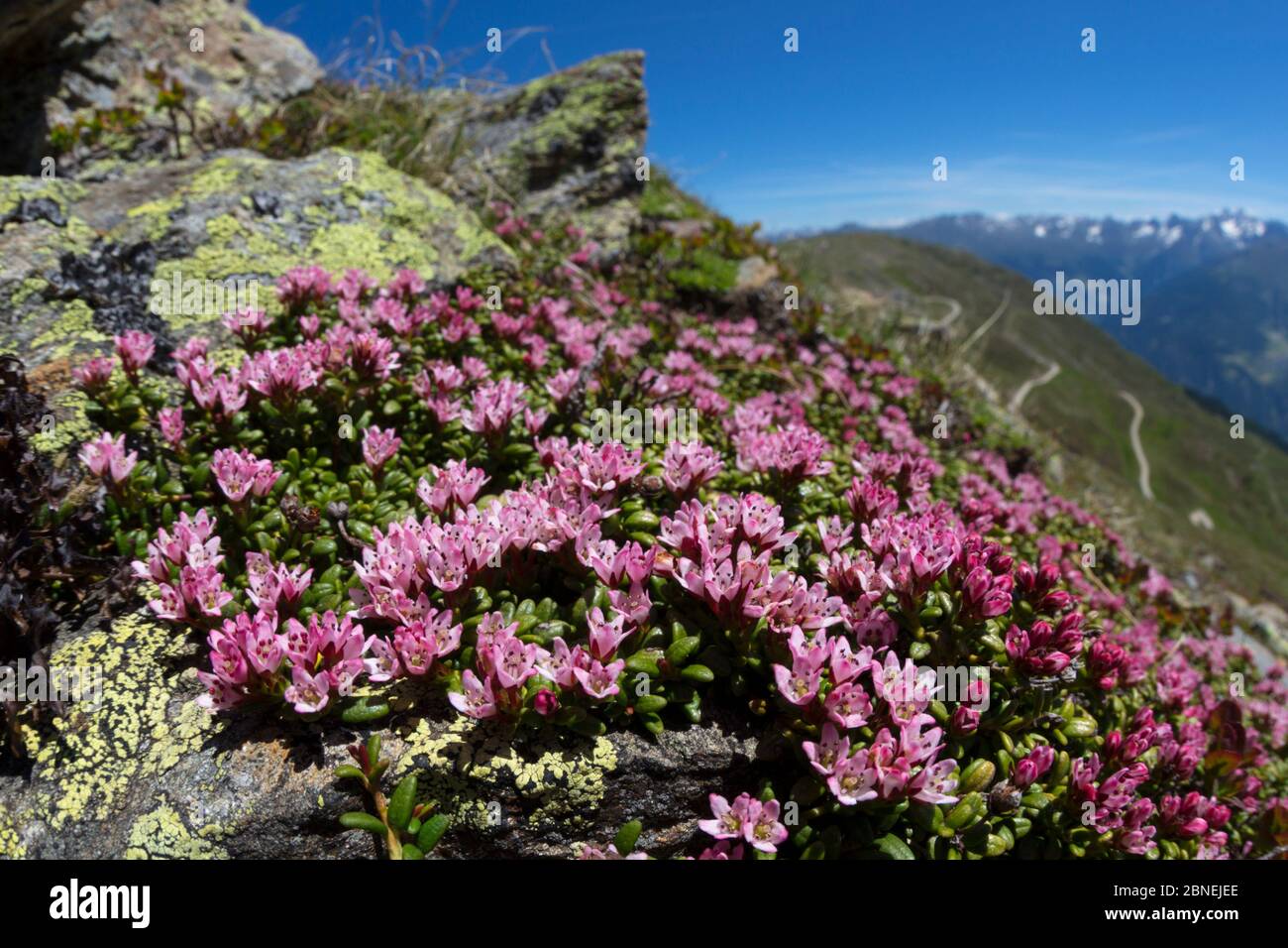 Trailing / Mountain Azalea (Kalmia procumbens) in flower on ...
