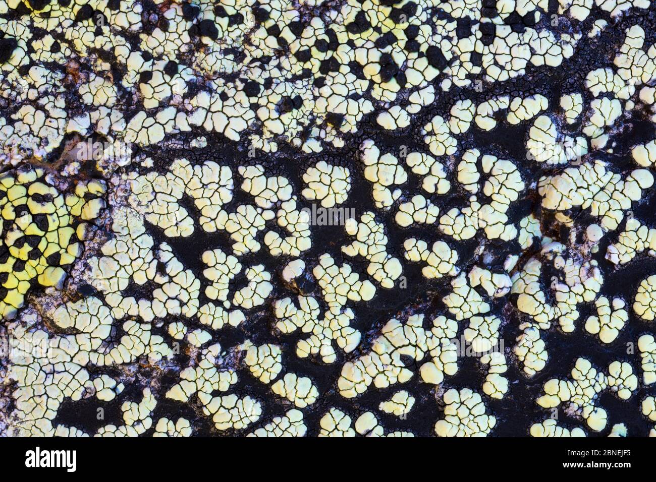 Map lichen (Rhizocarpon geographicum) growing on schist boulder ...