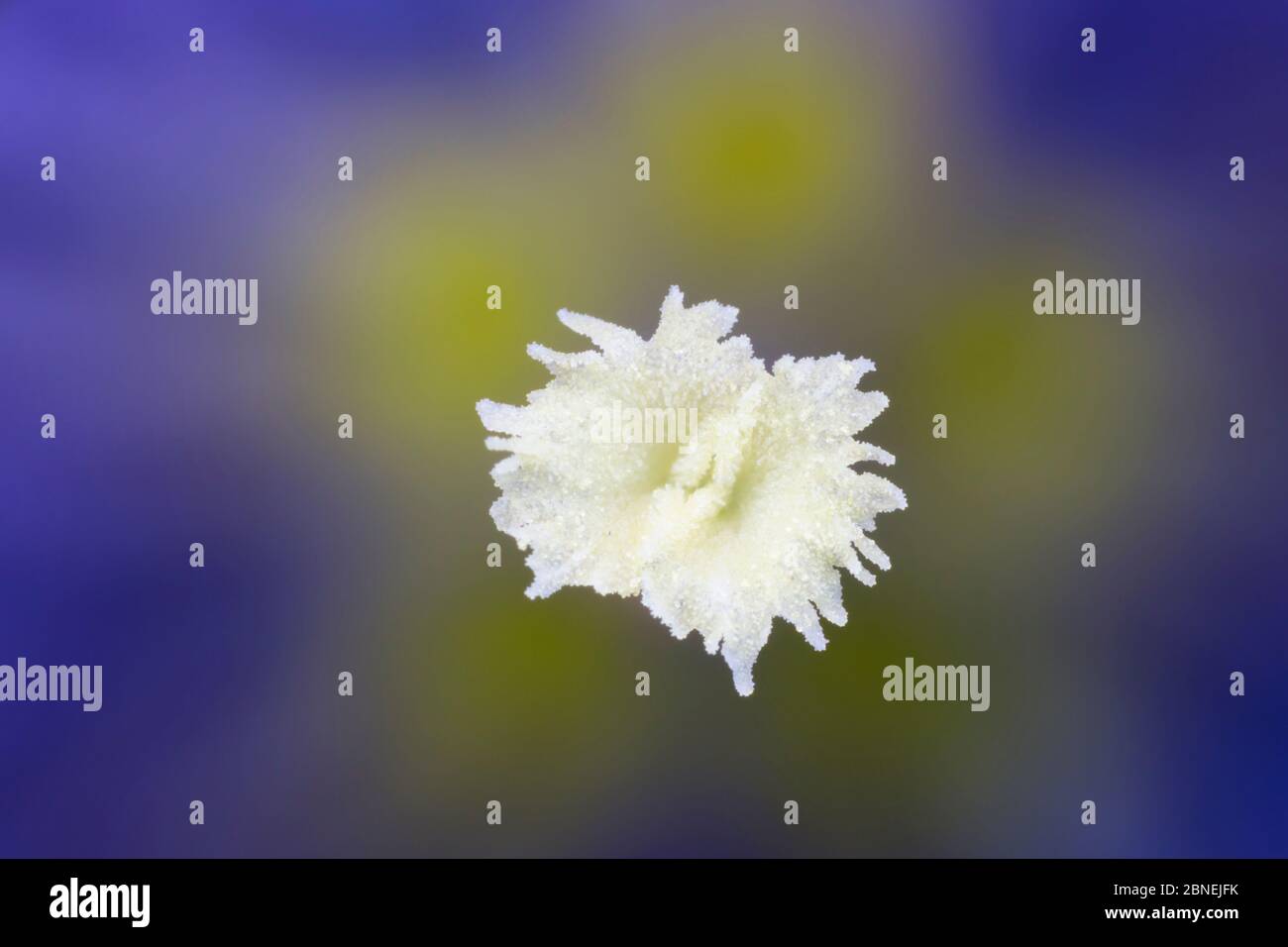 Trumpet / Stemless Gentian flower (Gentiana acaulis) close up detail of ...