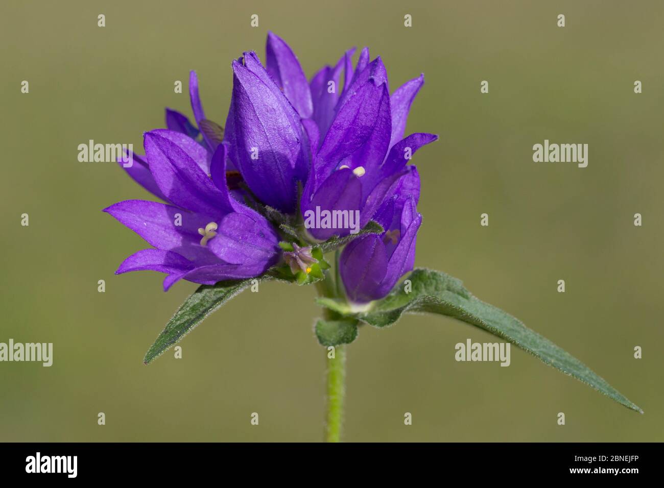 Clustered Bellflower (Campanula glomerata) Nordtirol, Austrian Alps ...