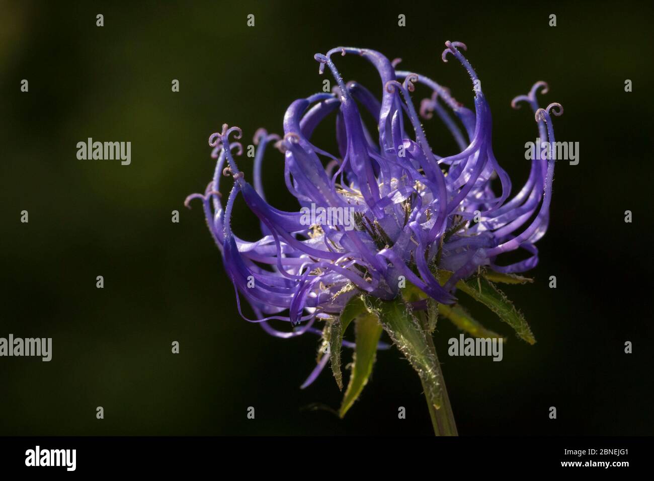 Round headed rampion phyteuma orbiculare hi-res stock photography and ...