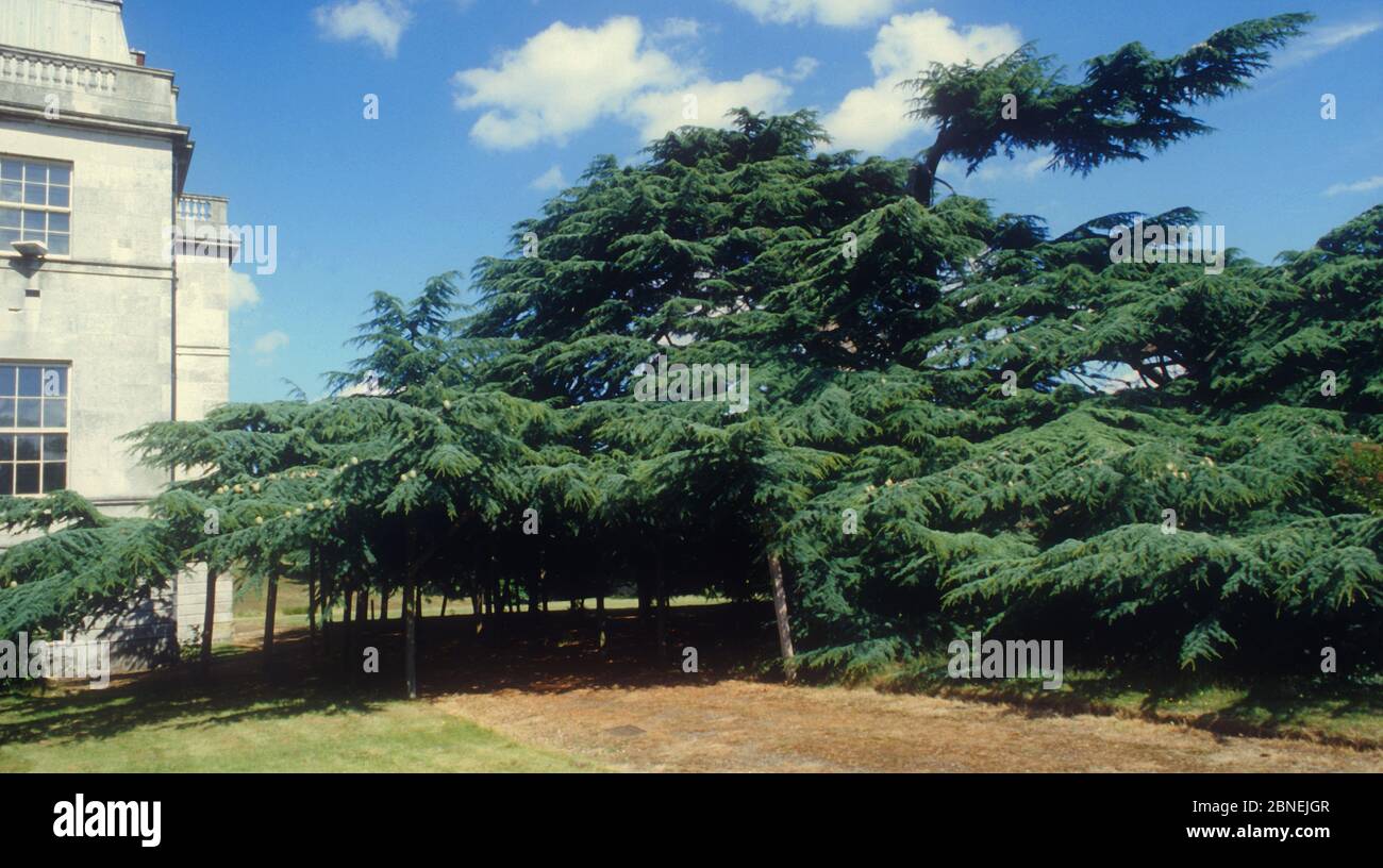The great Cedar of Lebanon on the lawn at Addington Palace, with its ...