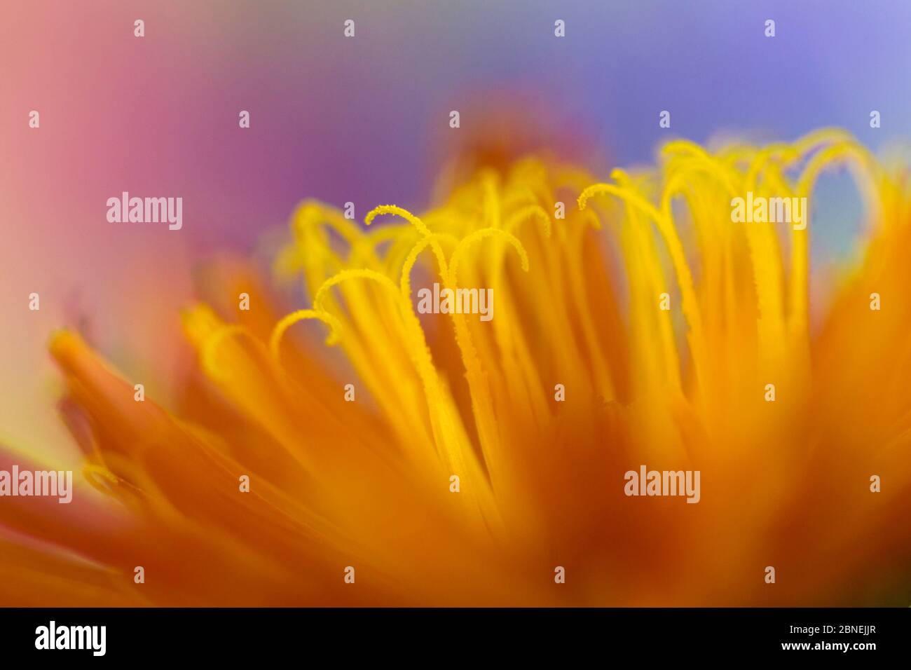 Abstract of Golden Hawk's?beard (Crepis aurea) Nordtirol, Austrian Alps ...