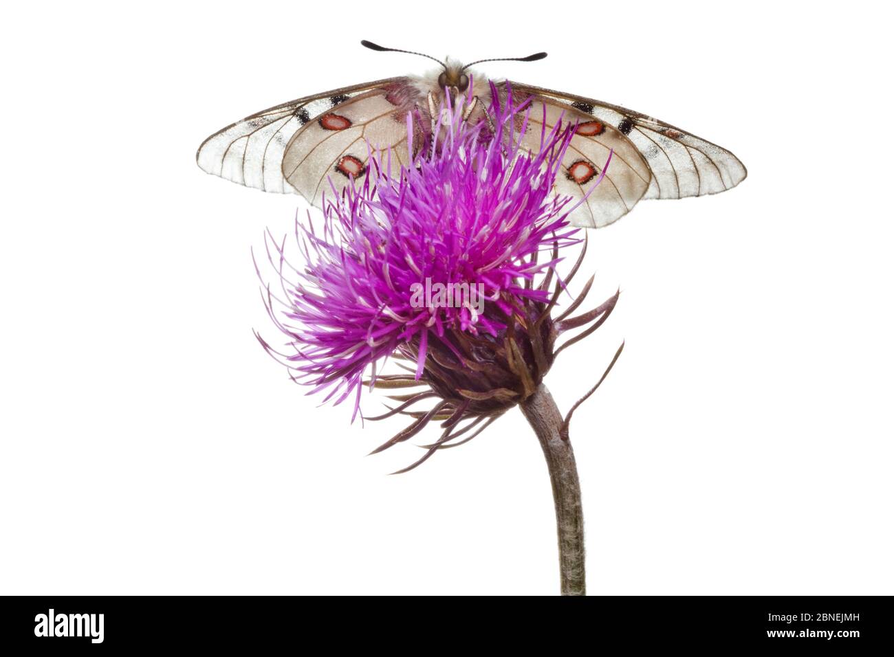 Small Apollo butterfly (Parnassius phoebus) photographed in mobile ...