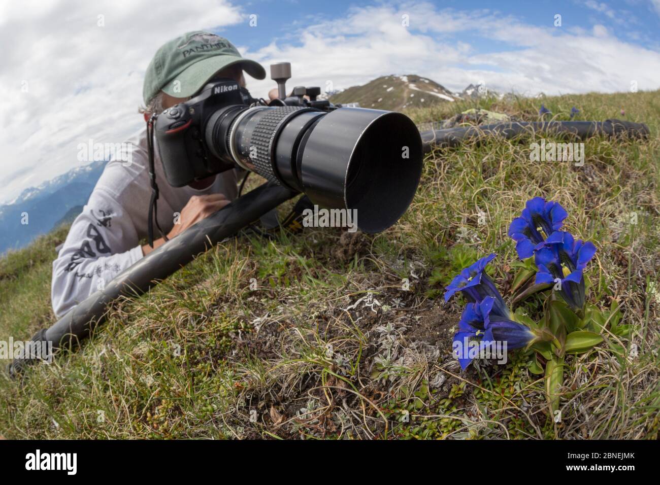 Photographer focusing on a Trumpet / Stemless Gentian (Gentiana acaulis ...