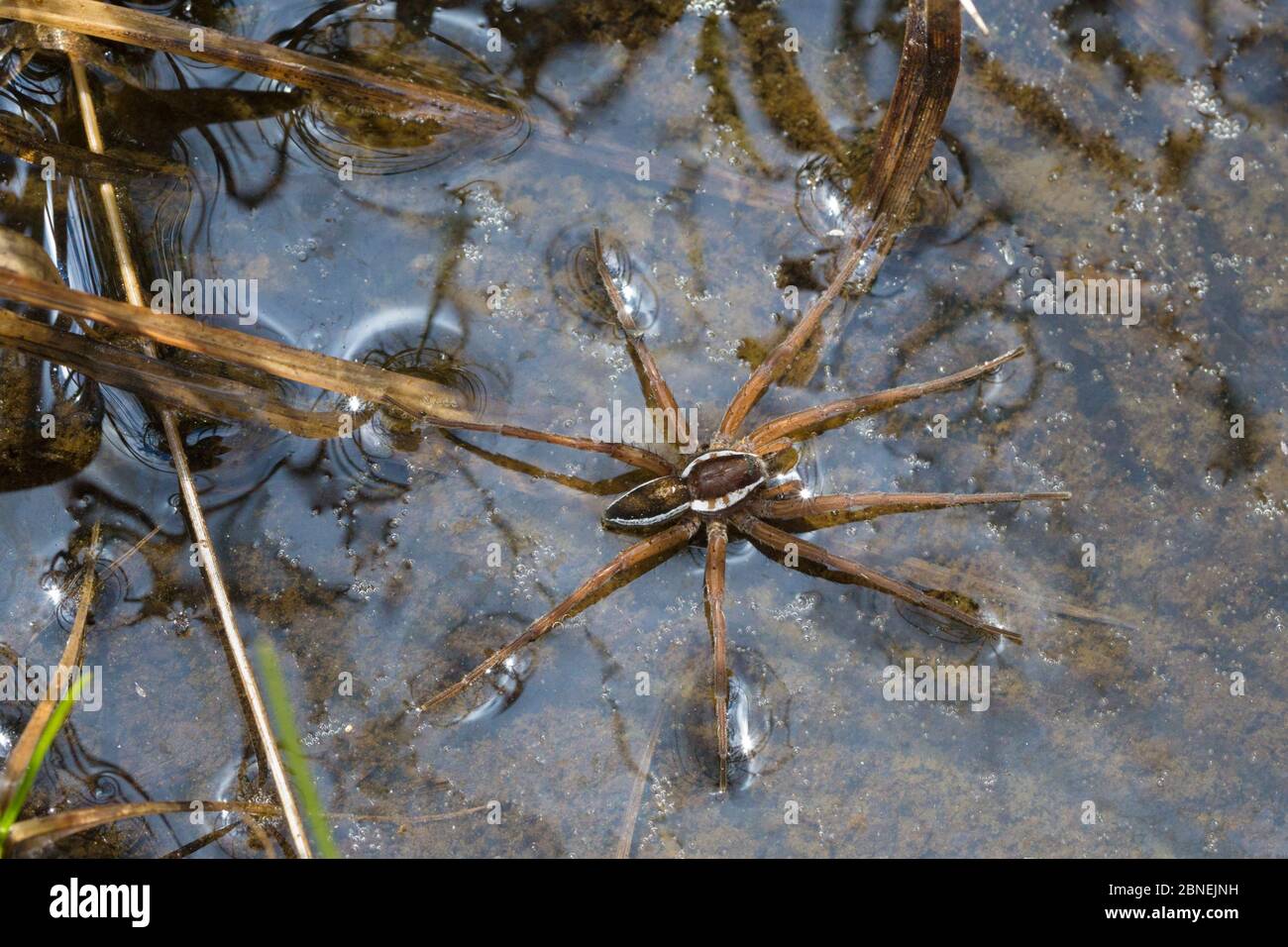 Raft Spider (Dolomedes fimbriatus) male resting on the surface of a ...