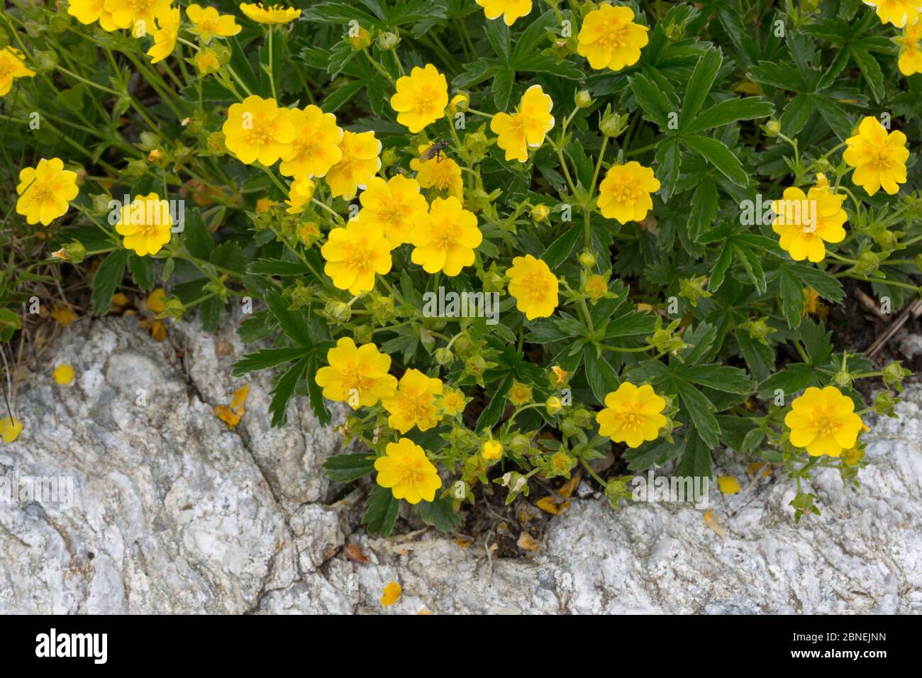 Mountain cinquefoil hi-res stock photography and images - Alamy
