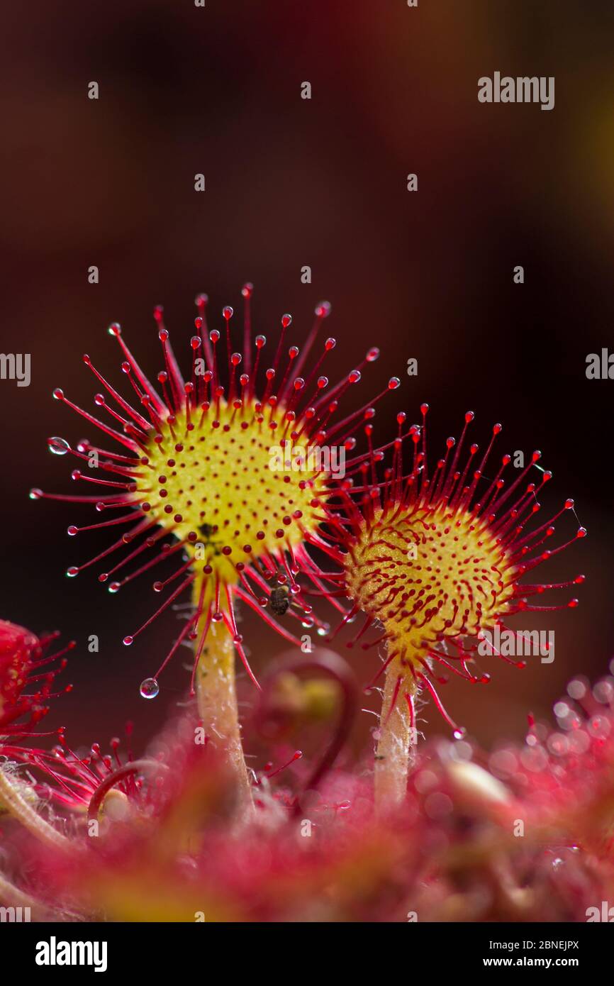 Round-leaved sundew (Drosera rotundifolia) showing sticky droplets on ...