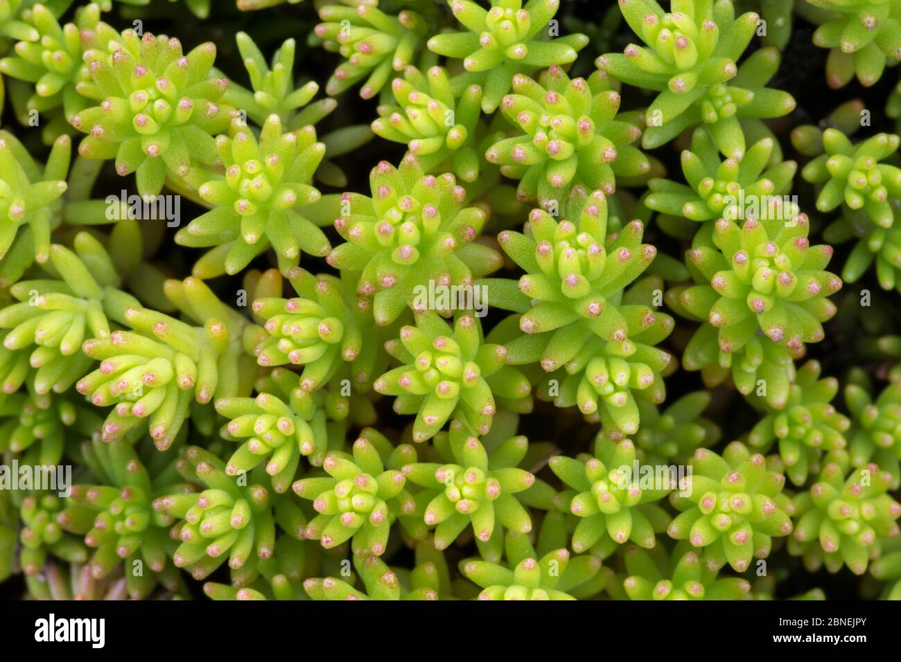 White stonecrop (Sedum album) Nordtirol, Austrian Alps. June Stock ...