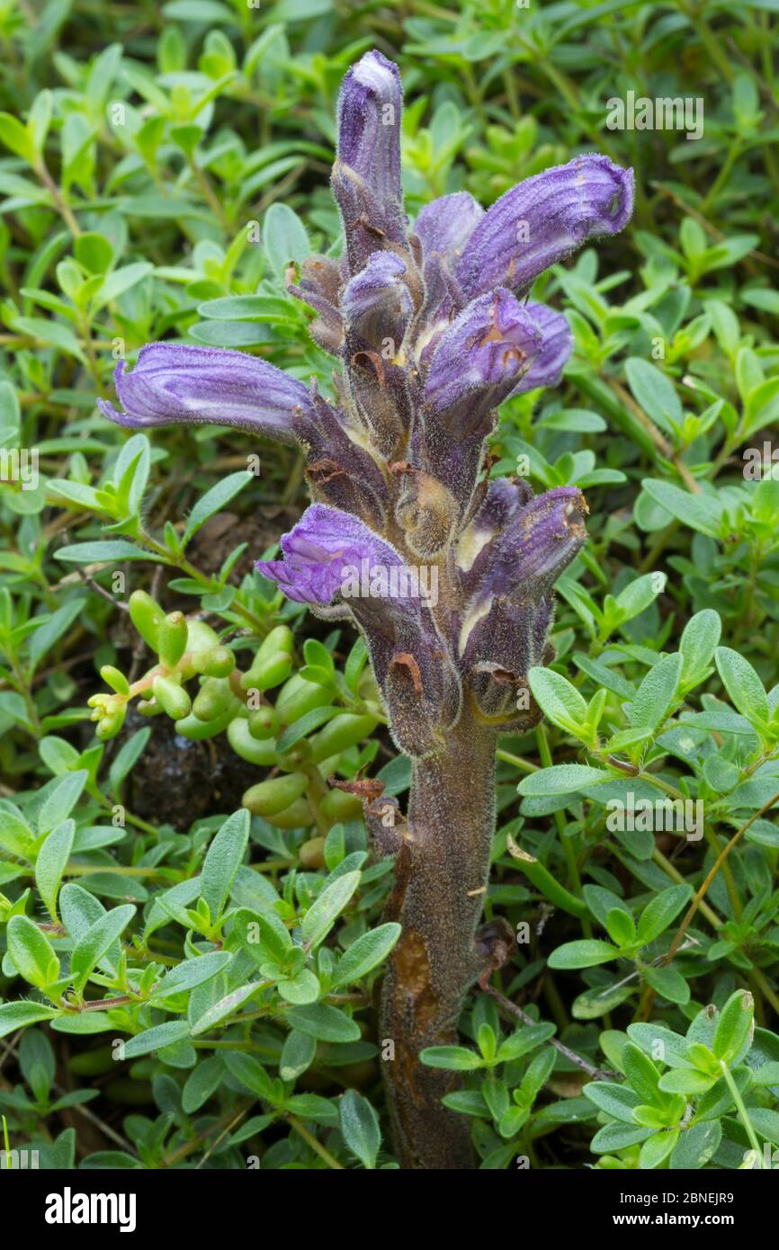 Yarrow Broomrape (Orobanche purpurea) Nordtirol, Austrian Alps. June ...