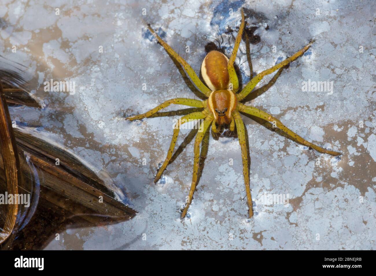 Raft Spider (Dolomedes fimbriatus) juvenile female resting on the ...