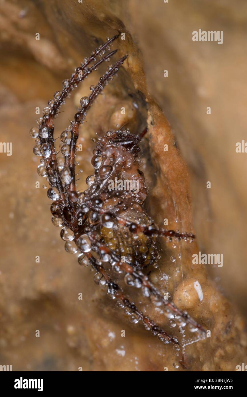 European Cave Spider (Meta menardi) covered in water droplets in a ...